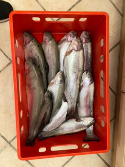 Bichlacher Angelteiche | ALLE ANGELN