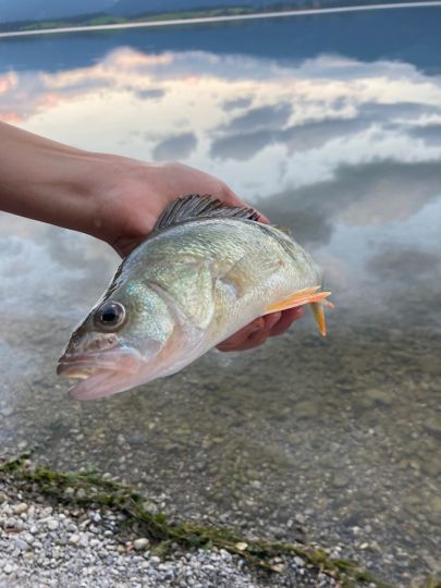 Forggensee | ALLE ANGELN