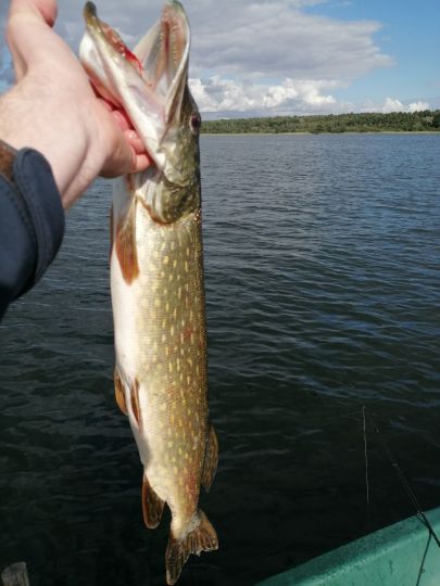 Müritz | ALLE ANGELN