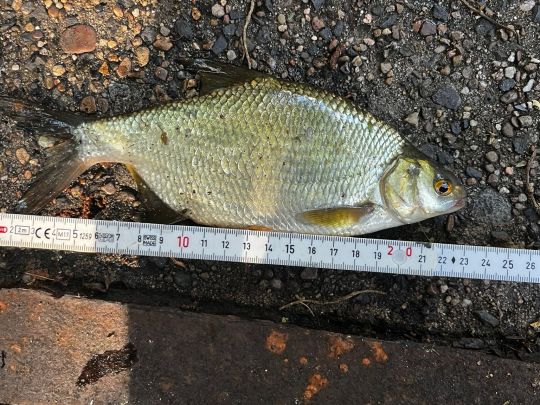 Graben Ackmann | ALLE ANGELN