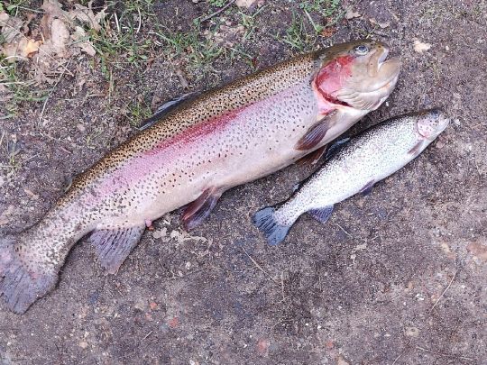 Forellensee Holm | ALLE ANGELN