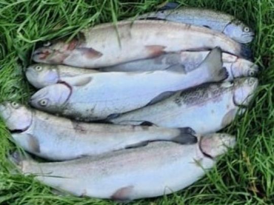 Angelteich Pöhlde | ALLE ANGELN