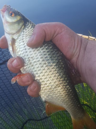 Hasesee (Bramsche) | ALLE ANGELN