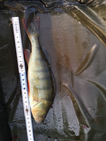 Schwäbische Rezat (Pleinfeld) | ALLE ANGELN