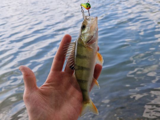 Mahnensee (Rees) | ALLE ANGELN