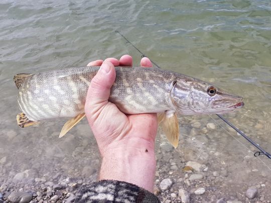 Forggensee | ALLE ANGELN