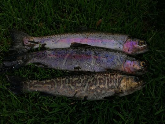 Mühlenbacher Talbach | ALLE ANGELN