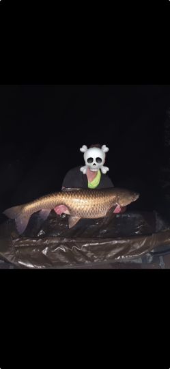 Freizeitweiher Sattling | ALLE ANGELN