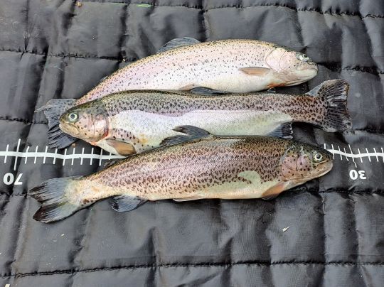 Angelpark Scheid | ALLE ANGELN