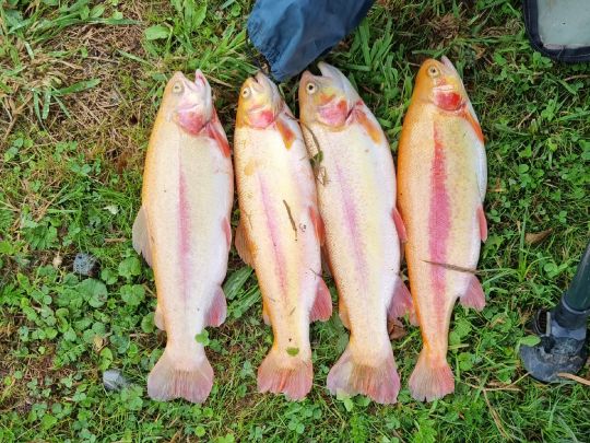 Forellensee Lutter am Barenberge | ALLE ANGELN