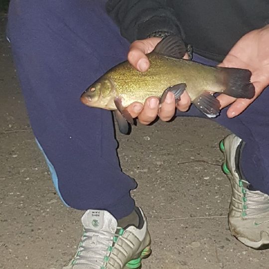 Datze (Friedland) | ALLE ANGELN