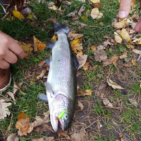 Forellensee Quickborn | ALLE ANGELN