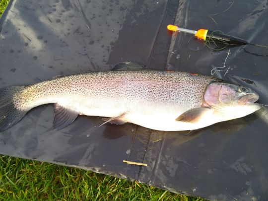 Bichlacher Angelteiche | ALLE ANGELN