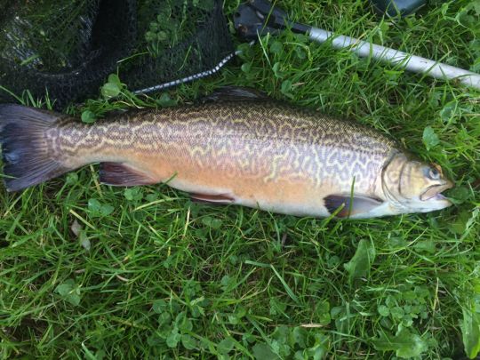 Gølstrup Fiskepark | ALLE ANGELN