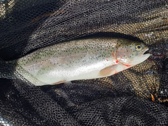 Forellenparadies Weinberger | ALLE ANGELN