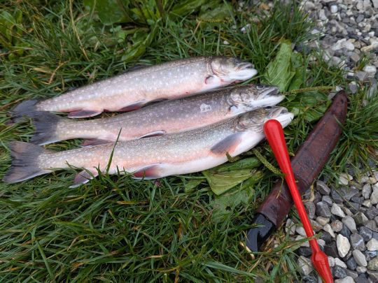 Weidachsee (Fischerei Leutasch) | ALLE ANGELN