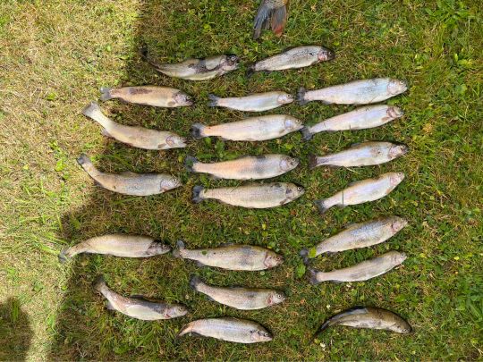 Reiler Weier | ALLE ANGELN