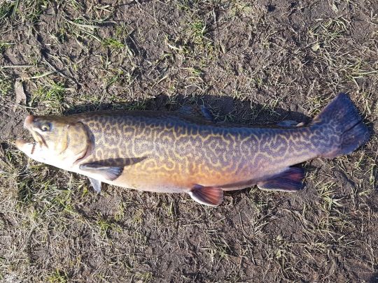 Hälteranlage Zschorna | ALLE ANGELN