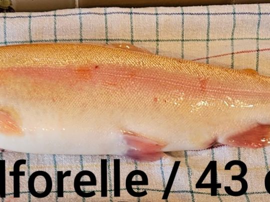 Angelsee Oker | ALLE ANGELN