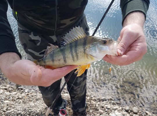 Forggensee | ALLE ANGELN