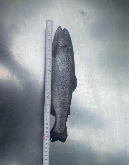 Angelsee Oker | ALLE ANGELN