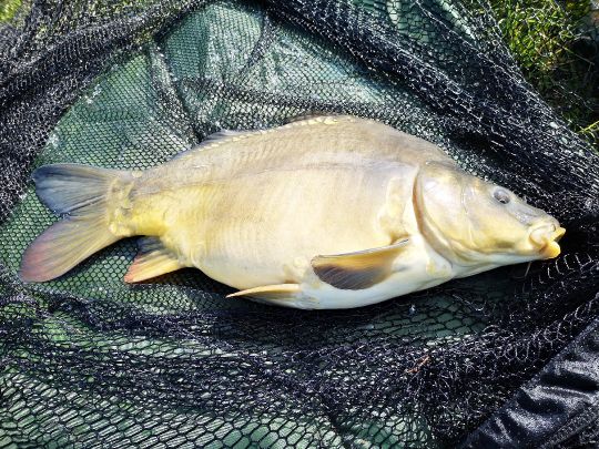 Baggersee Erlach (Hirschaid) | ALLE ANGELN