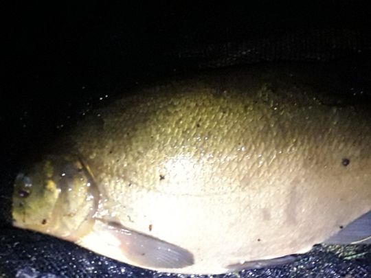 Holländer See (Geldern) | ALLE ANGELN