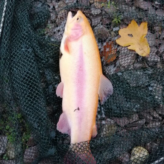 Angelpark Diersheim | ALLE ANGELN