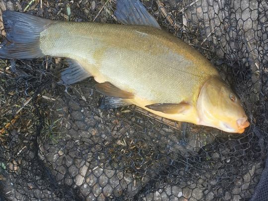 Luppe (Wallendorf) | ALLE ANGELN