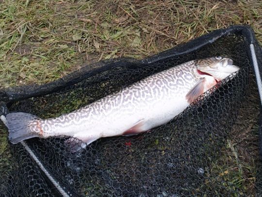 Hälteranlage Zschorna | ALLE ANGELN
