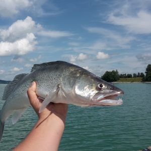 Forggensee | ALLE ANGELN