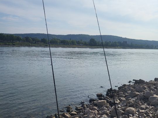 Rhein (Linz am Rhein) | ALLE ANGELN