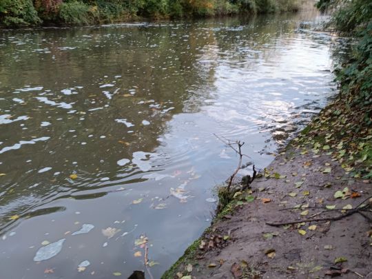 Nidda-Altarm (Frankfurt-Bonames) | ALLE ANGELN