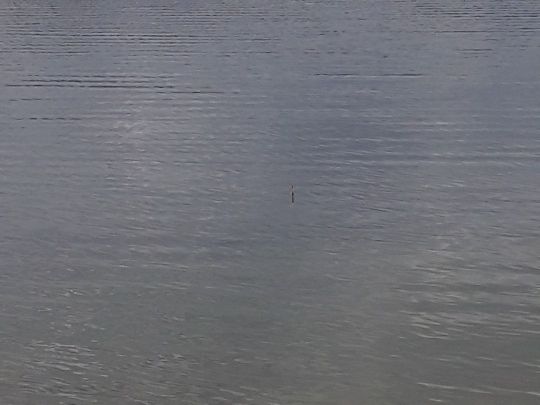 Halener Badesee | ALLE ANGELN