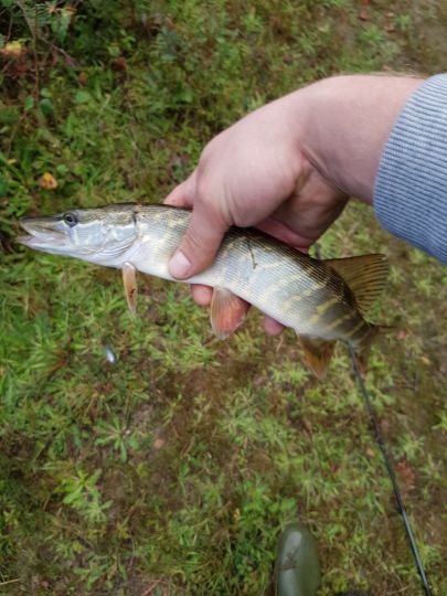 Halener Badesee | ALLE ANGELN