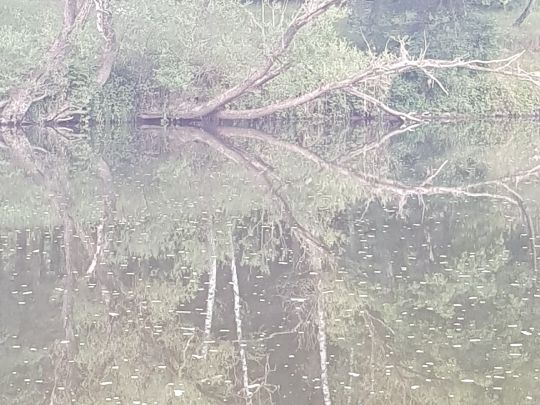 Sauer (Langsur-Wasserbillig) | ALLE ANGELN